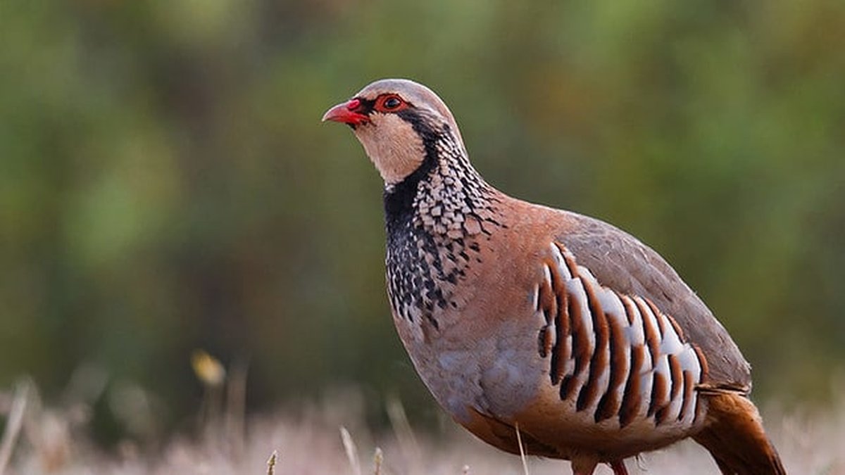 Aveyron : 300 spécimens de perdrix rouge lâchés - centrepresseaveyron.fr