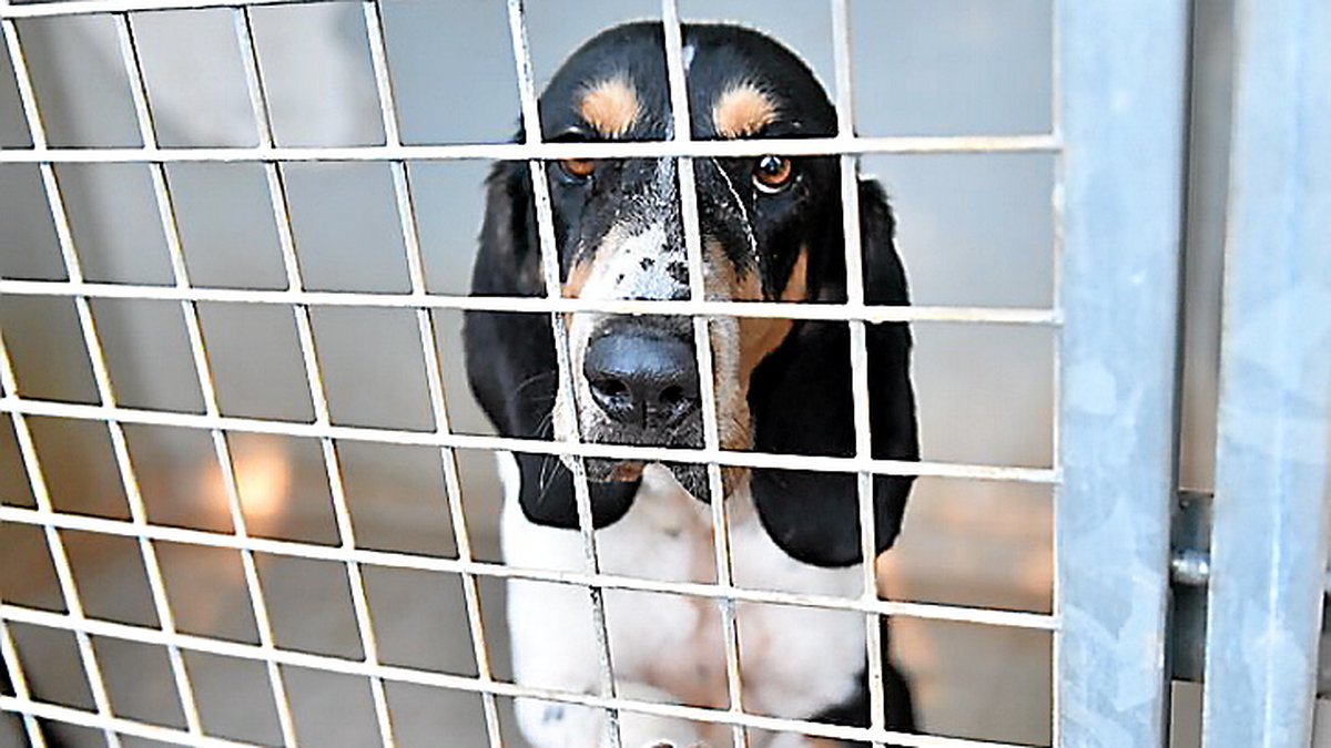 Maltraitance animale : que faut-il retenir du plan national annoncé par ...