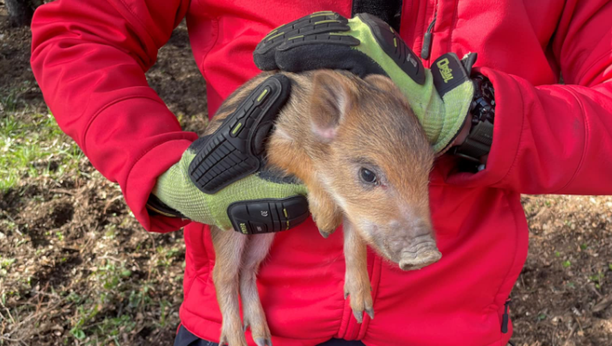 Occitanie : les pompiers sautent dans un puit pour porter secours... à ...