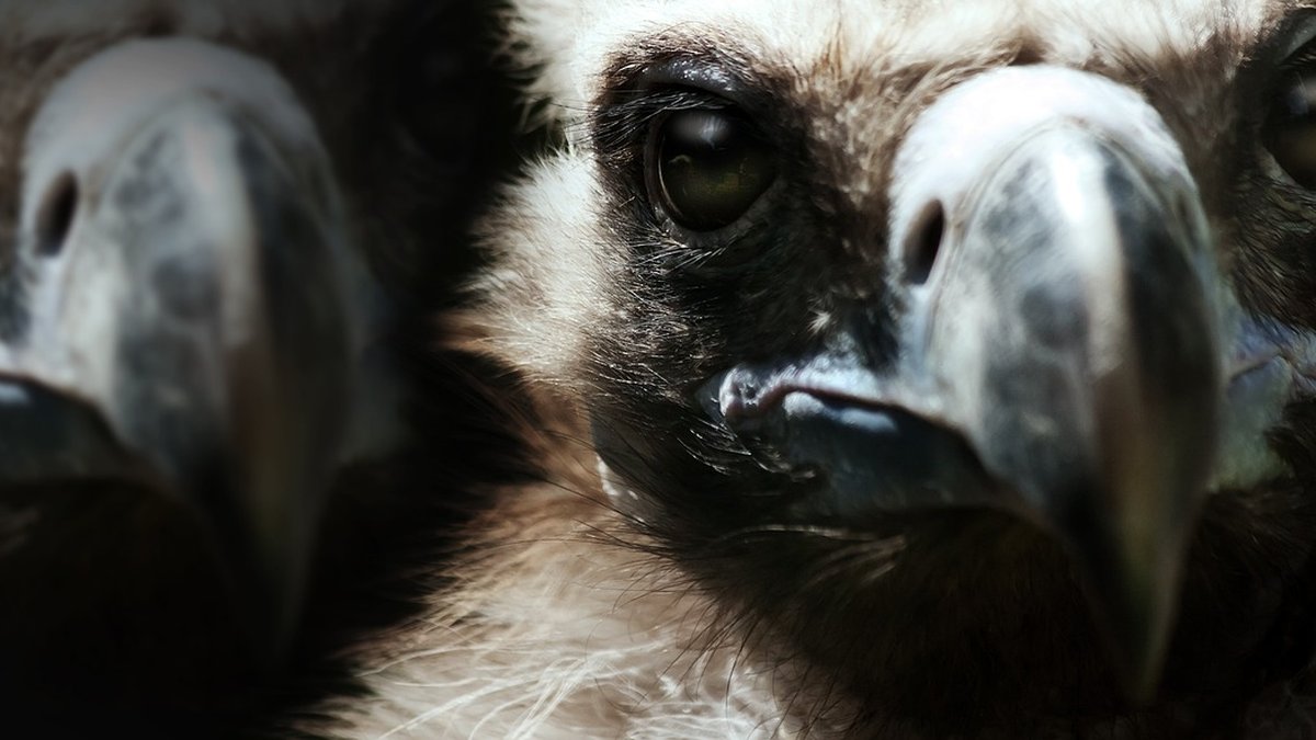 VIDÉO. Les images épouvantables de l’attaque d’une nuée de vautours sur ...
