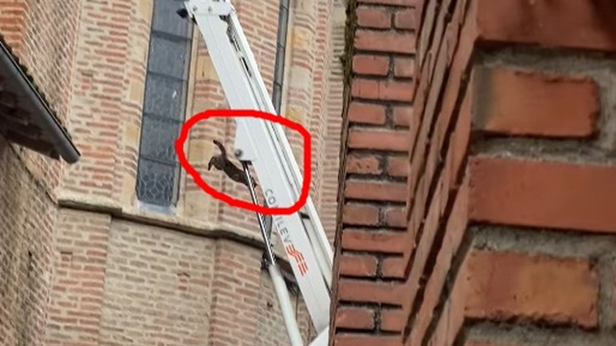 VIDEO. Coincé depuis 5 jours sur le toit d'une église, le chat fait un ...