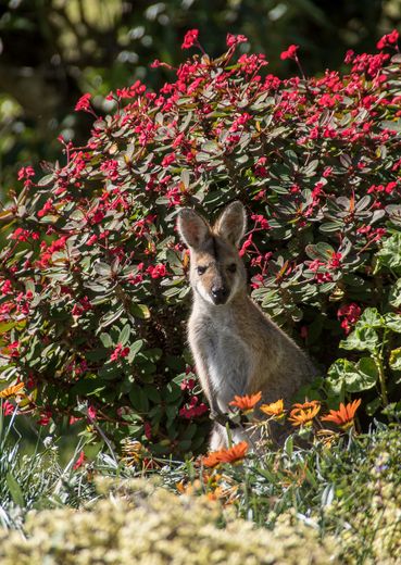 Insolite : elle découvre un wallaby dans son jardin, l’animal était en ...