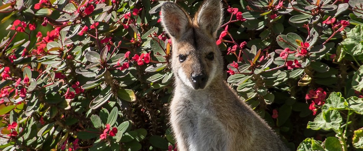 Insolite : elle découvre un wallaby dans son jardin, l’animal était en ...