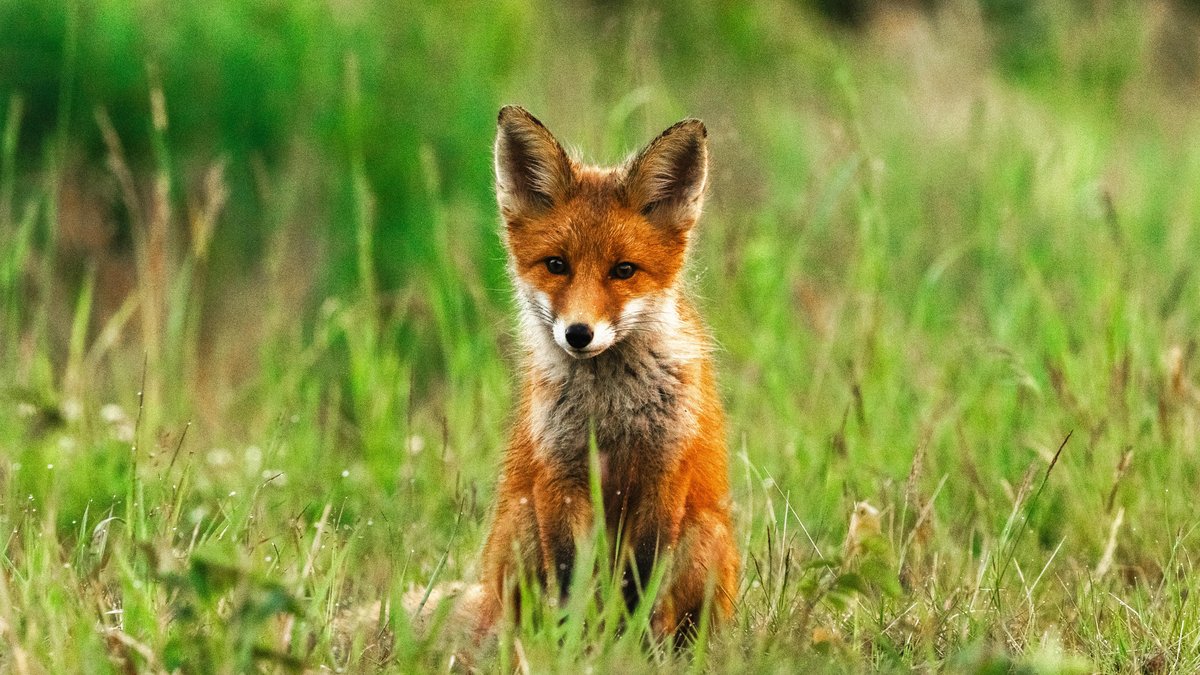 VIDÉO. Un jeune renard "se baladait tranquillement" dans la maison : le ...