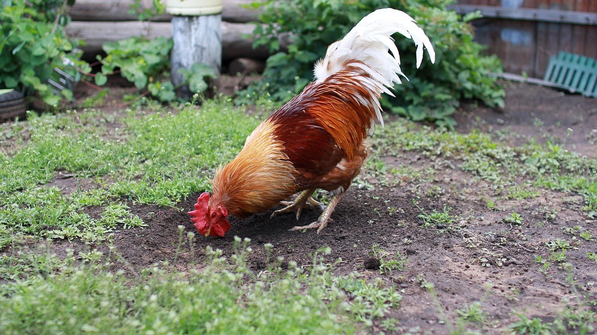 "On est à la campagne" : excédés par les chants d’un coq, les voisins ...