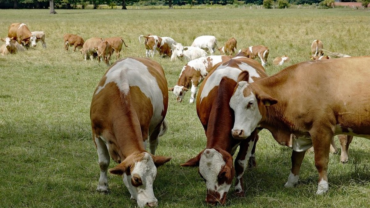 Dermatose nodulaire contagieuse : l'obligation vaccinale de tous les bovins est étendue, huit ...