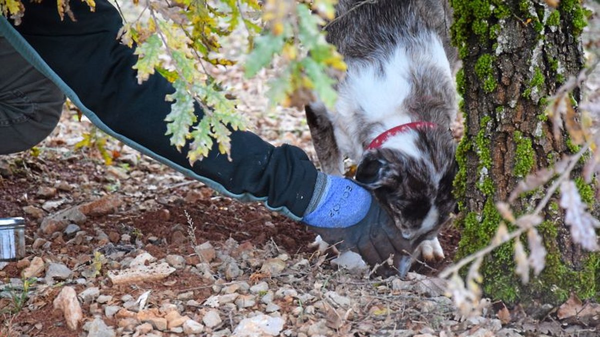"Ça peut aller jusqu’à 1 000 € le kilo" : la truffe d’Aveyron, cet ...