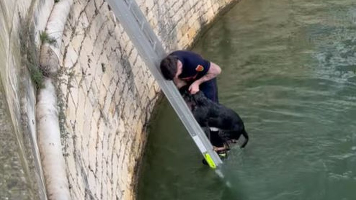 VIDÉO. La belle image du jour : un pompier se jette à l’eau pour sauver ...