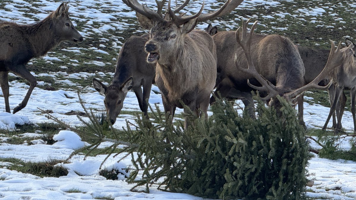VIDÉO. "L’écorce des sapins est un apport nutritif et l’épine de pin, l ...