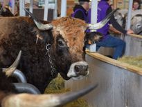 Mercosur : la majorité qualifiée était requise pour que l’Union ...