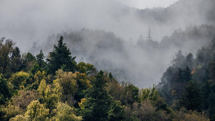 Disparition inquiétante : des ossements retrouvés dans un bois par un ...