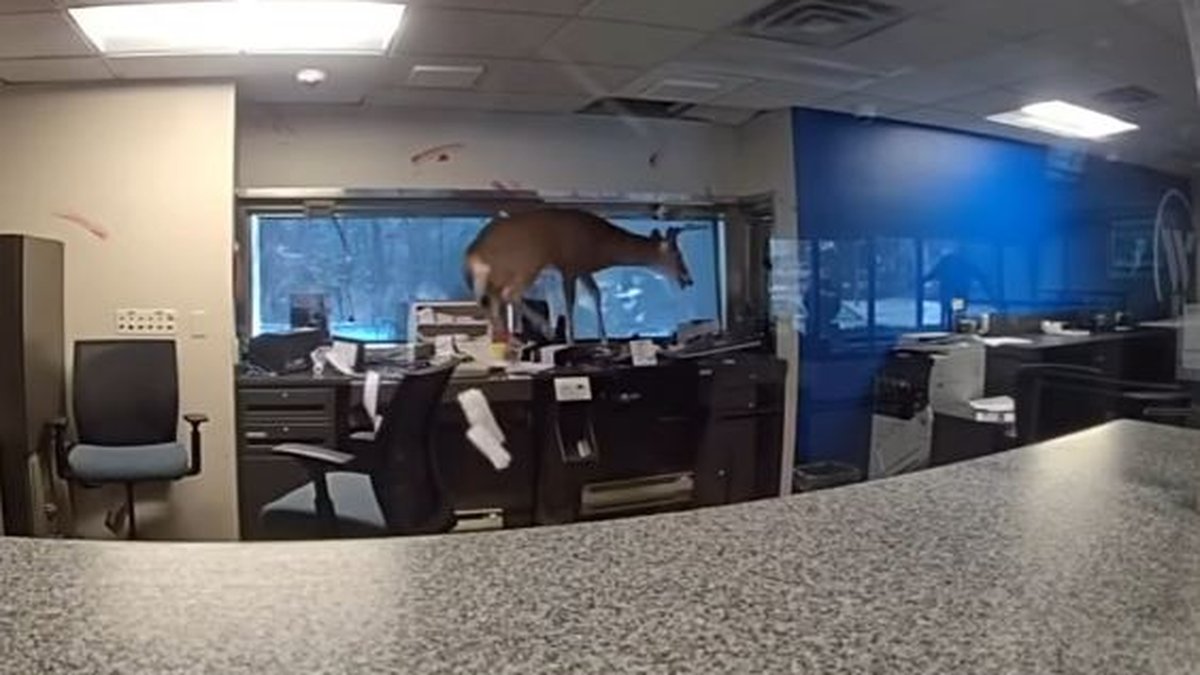 VIDÉO. Les policiers pensent intervenir pour un braquage de banque, ils ...