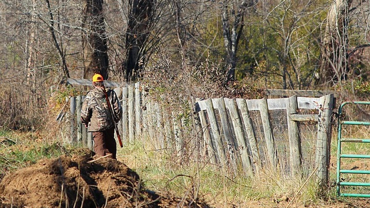 Les chasseurs se mettent à "canarder" dans le bois, deux cueilleurs se ...