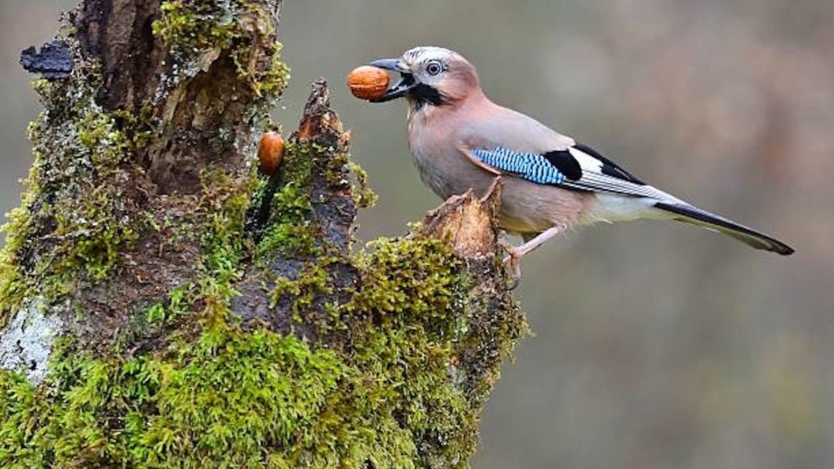 Bozouls. Comment observer les cycles de vie des plantes et des animaux ...