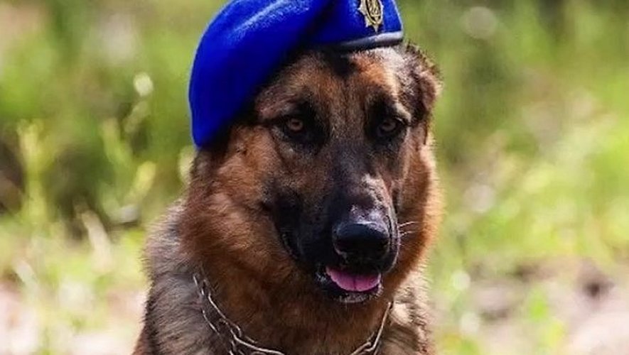 Guerre en Ukraine : blessé avec son maître par une frappe russe, Ralph ...