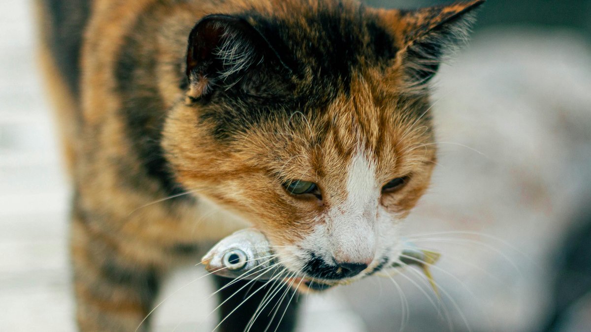 Son chat rapporte un poisson rouge vivant à la maison, sa maîtresse ...