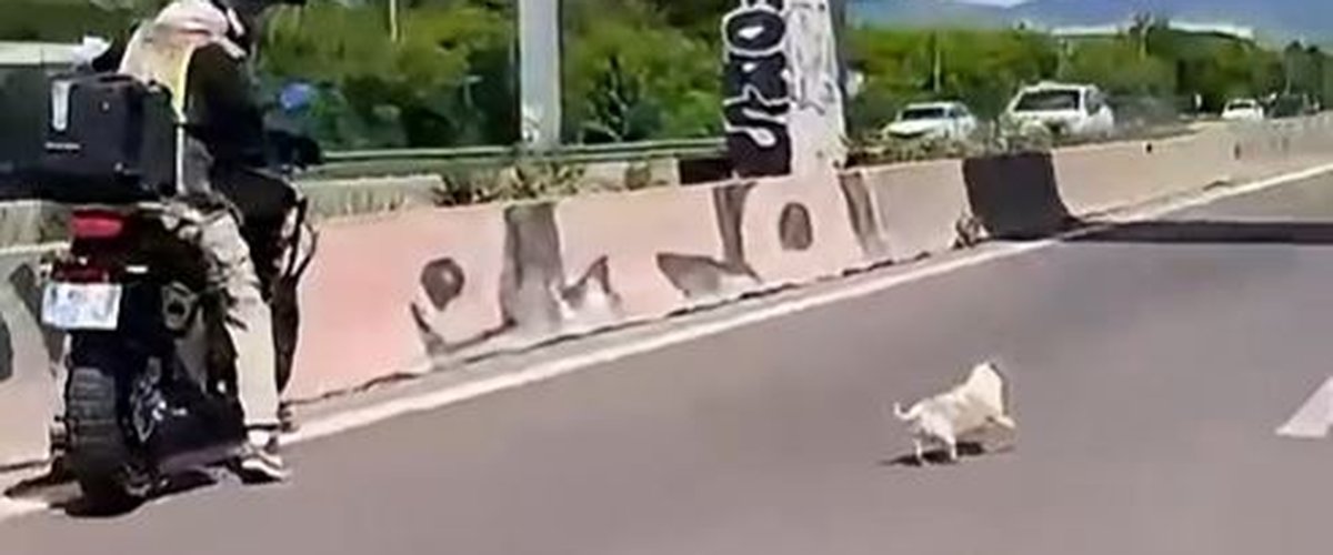 VIDÉO. Un petit chien en fuite sème le désordre sur l’autoroute : les ...