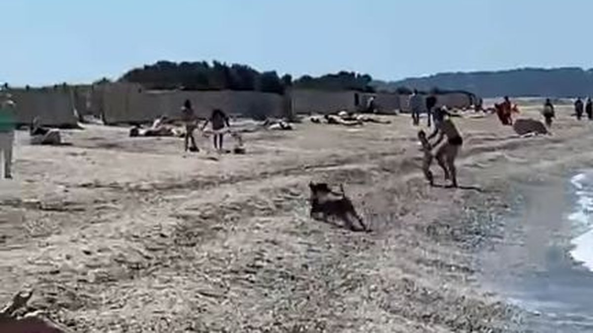 VIDÉO. "Panique à l’Almanarre !" : quand un sanglier sort de l’eau et ...