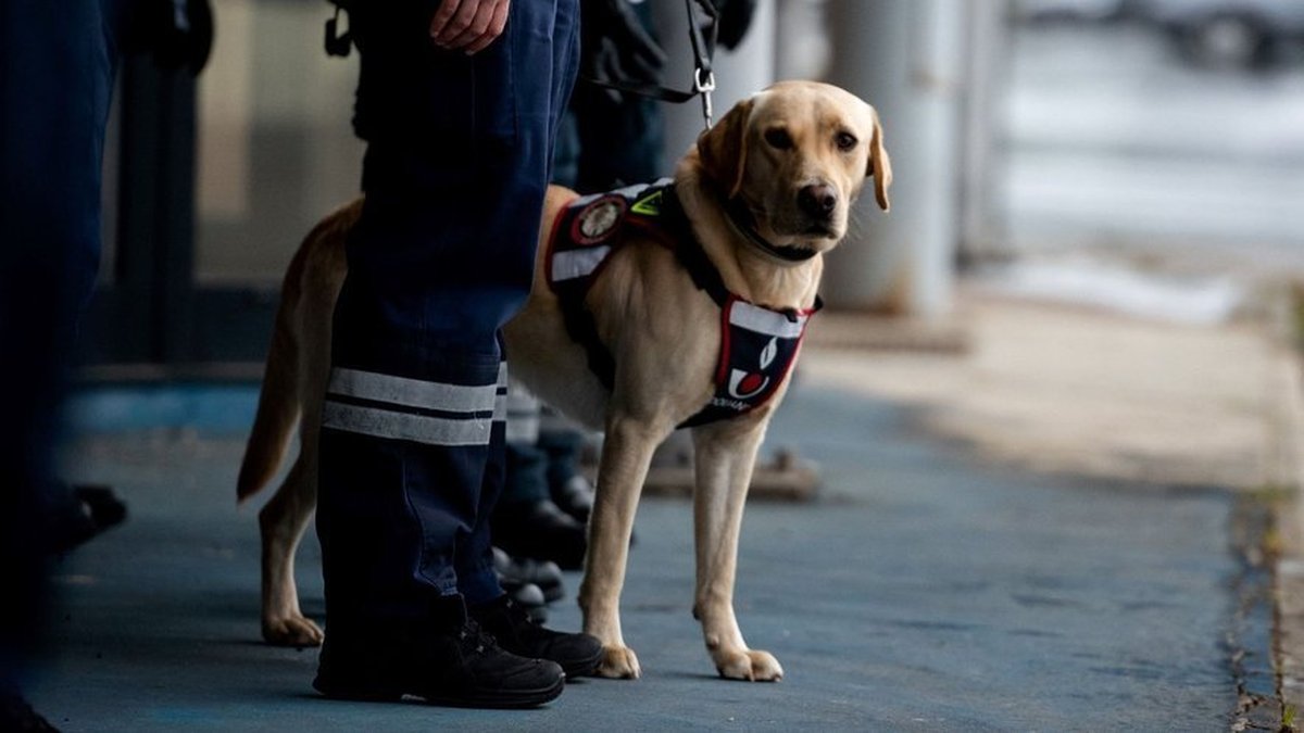 À peine arrivé en France, il est accueilli par le chien des douaniers ...